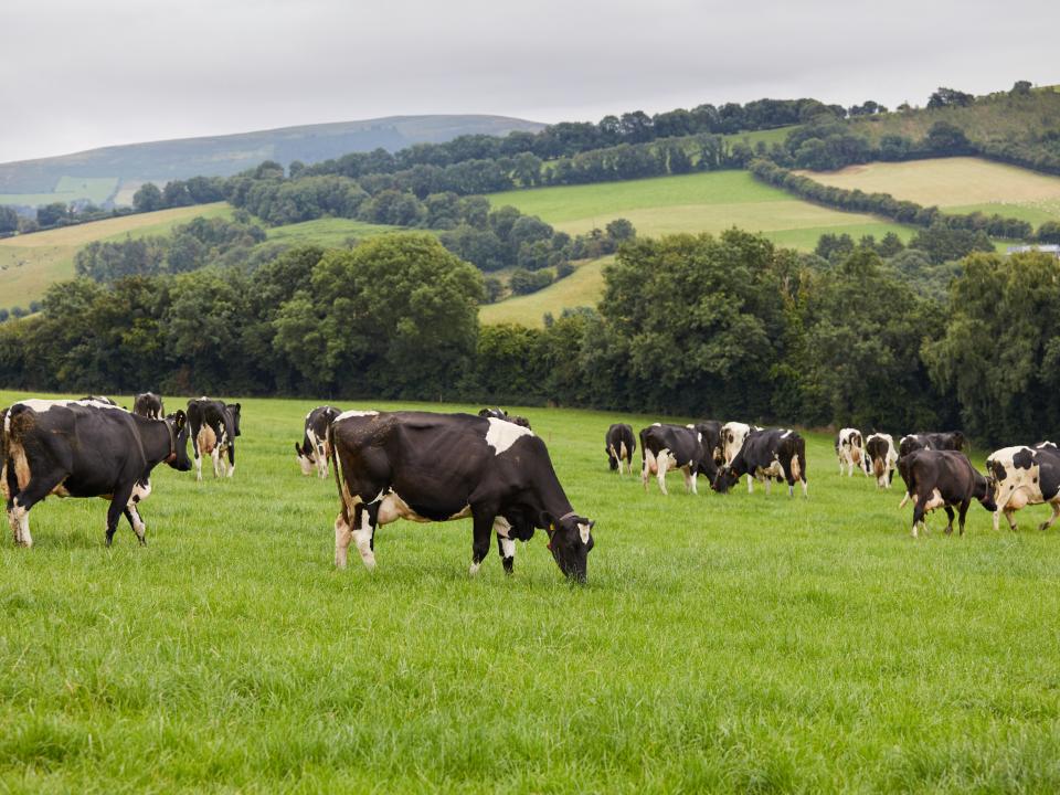 Irish Grass-fed Cows produce more Nutritious Milk | Tirlán Ingredients